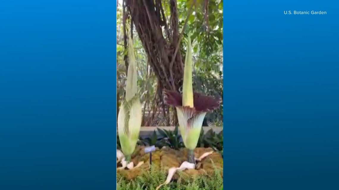 Big stink: Corpse flower blooms at US Botanic Garden | wusa9.com