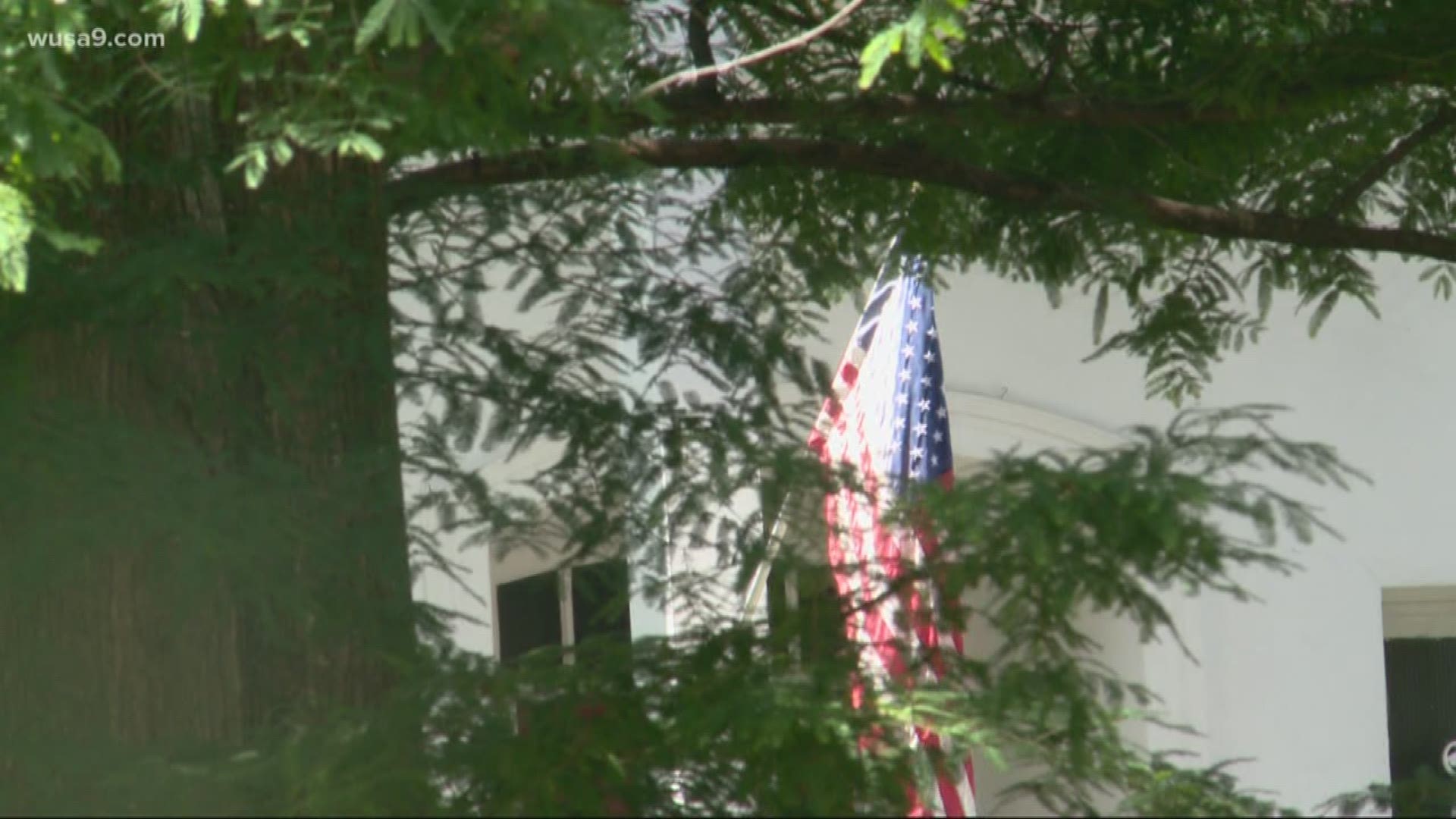 114-foot tall redwood tree may be cut down in Arlington, sparking ...