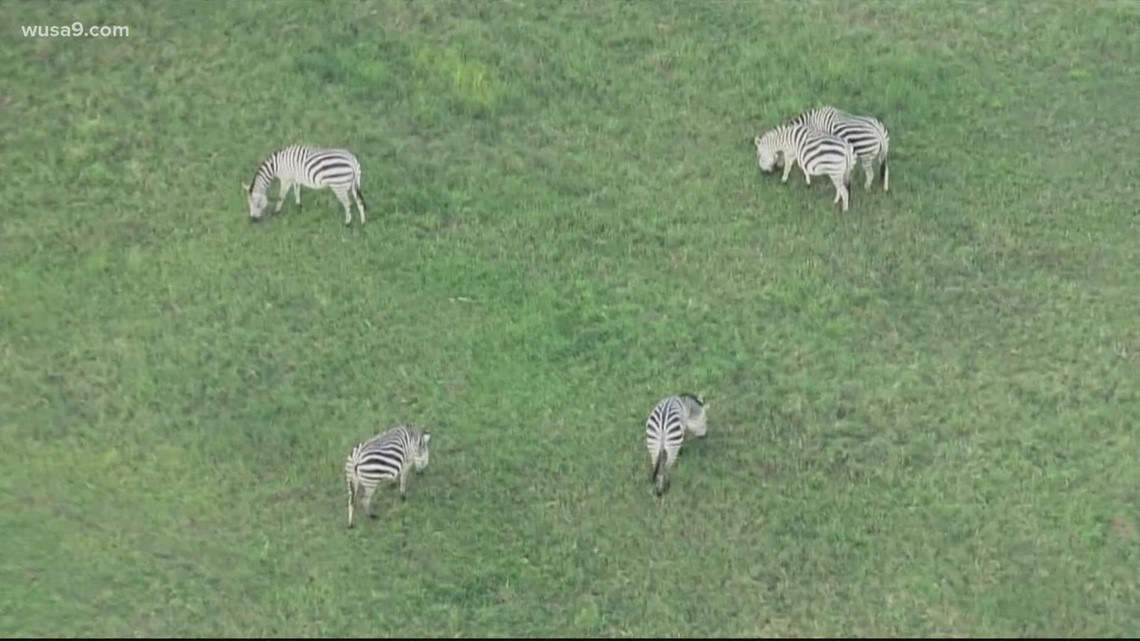 Zebras on the loose: Hearing for Maryland zebra owner Wednesday | wusa9.com