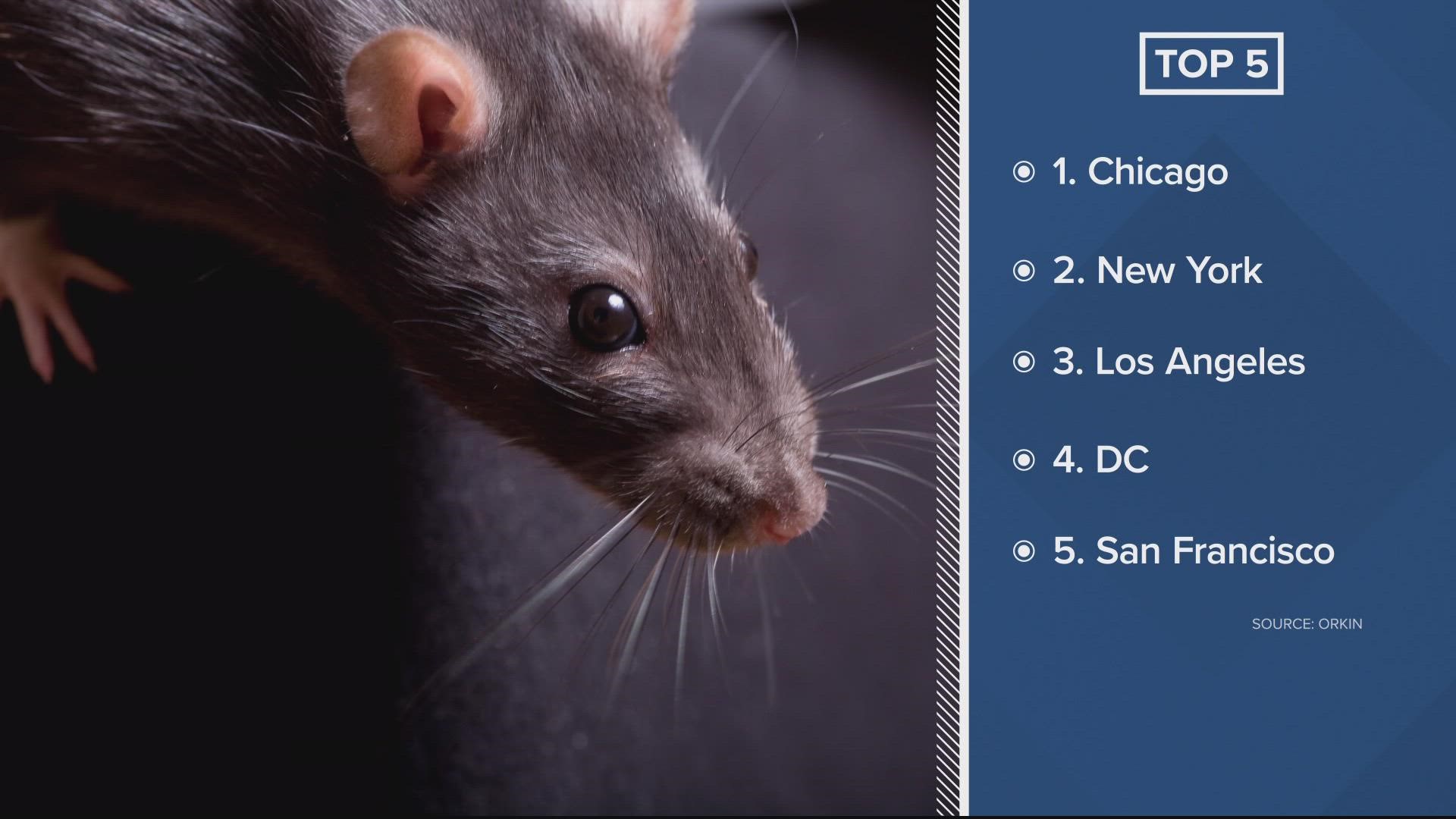 'Rattiest' cities in the U.S. ranked | wusa9.com
