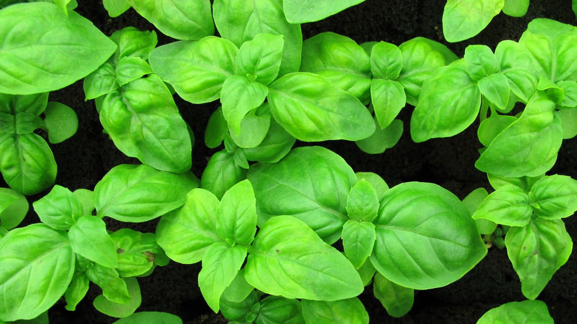 DC cases of gastrointestinal illnesses possibly basil-related | wusa9.com