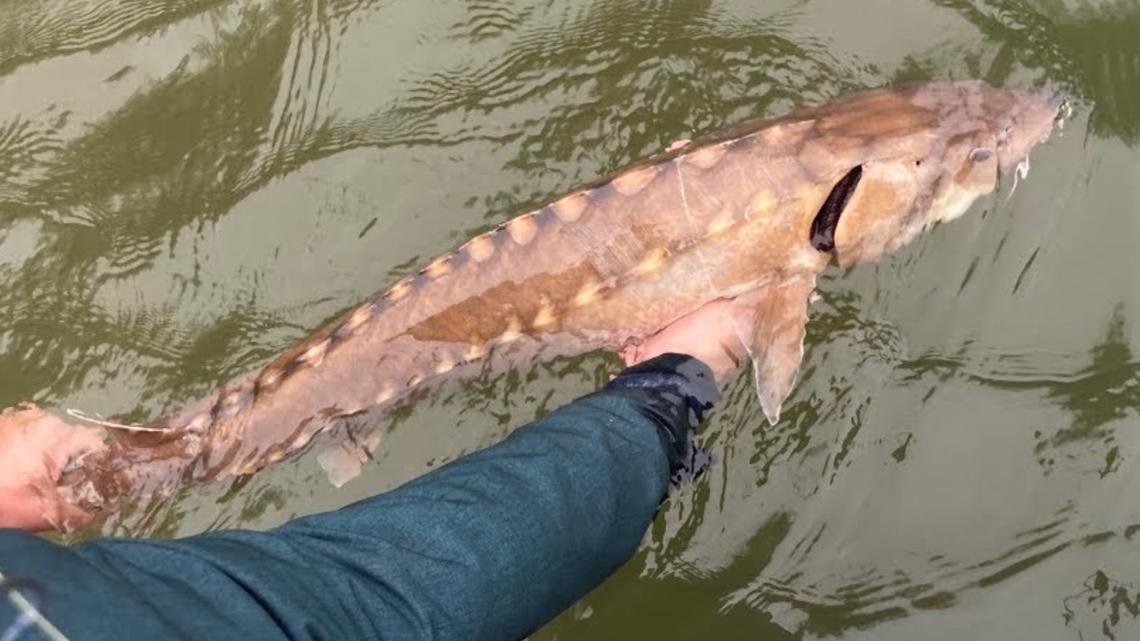 Rare shortnose sturgeon found in Potomac River | wusa9.com