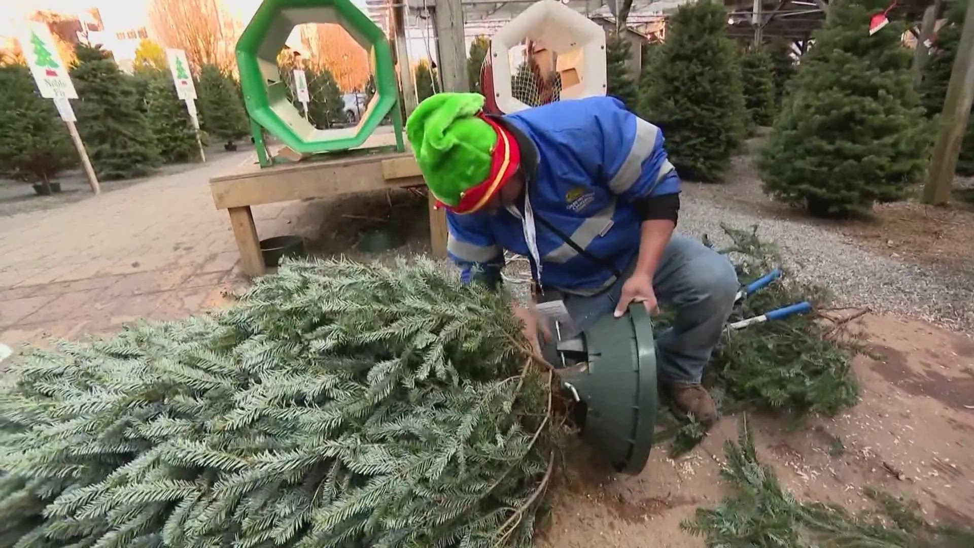 Real Christmas Trees can improve your mental health | wusa9.com