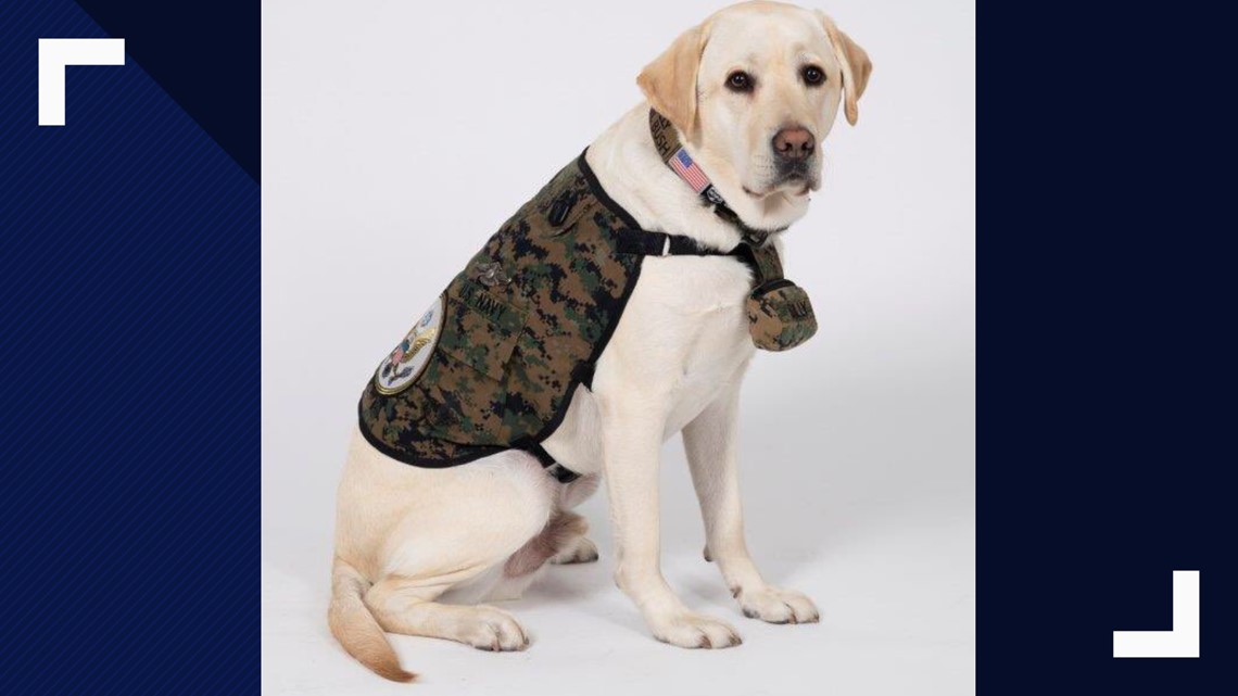 Sully the service dog has new role helping wounded vets | wusa9.com