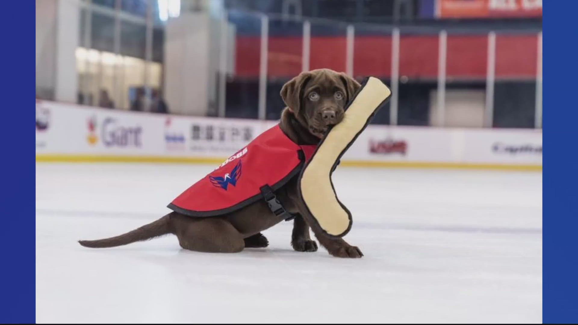 Capitals' service dog-in-training enlisted at Walter Reed Medical ...