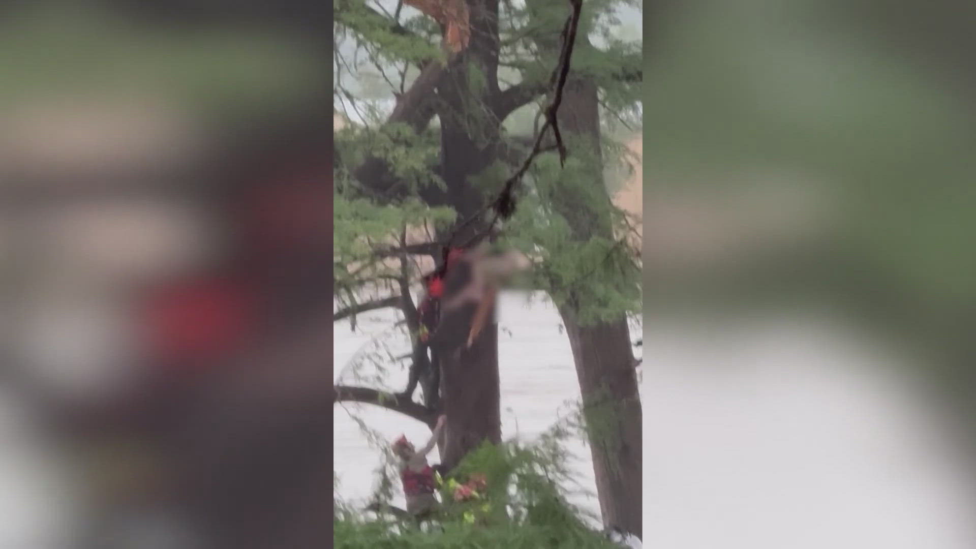 Video shows woman stuck in tree after treading floodwaters for 20 miles ...