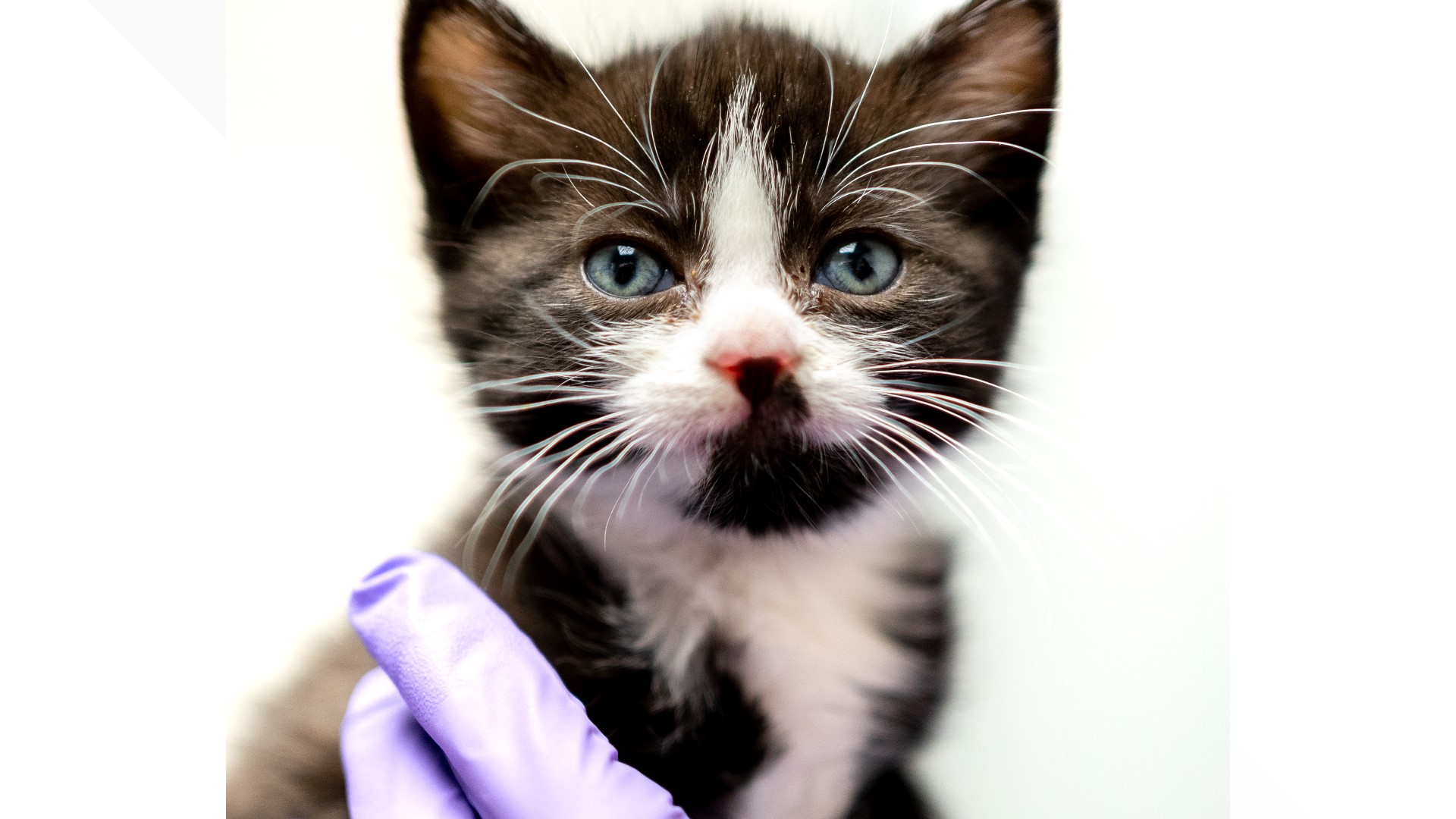 Kittens rescued from fire by firefighters ready for adoption | wusa9.com
