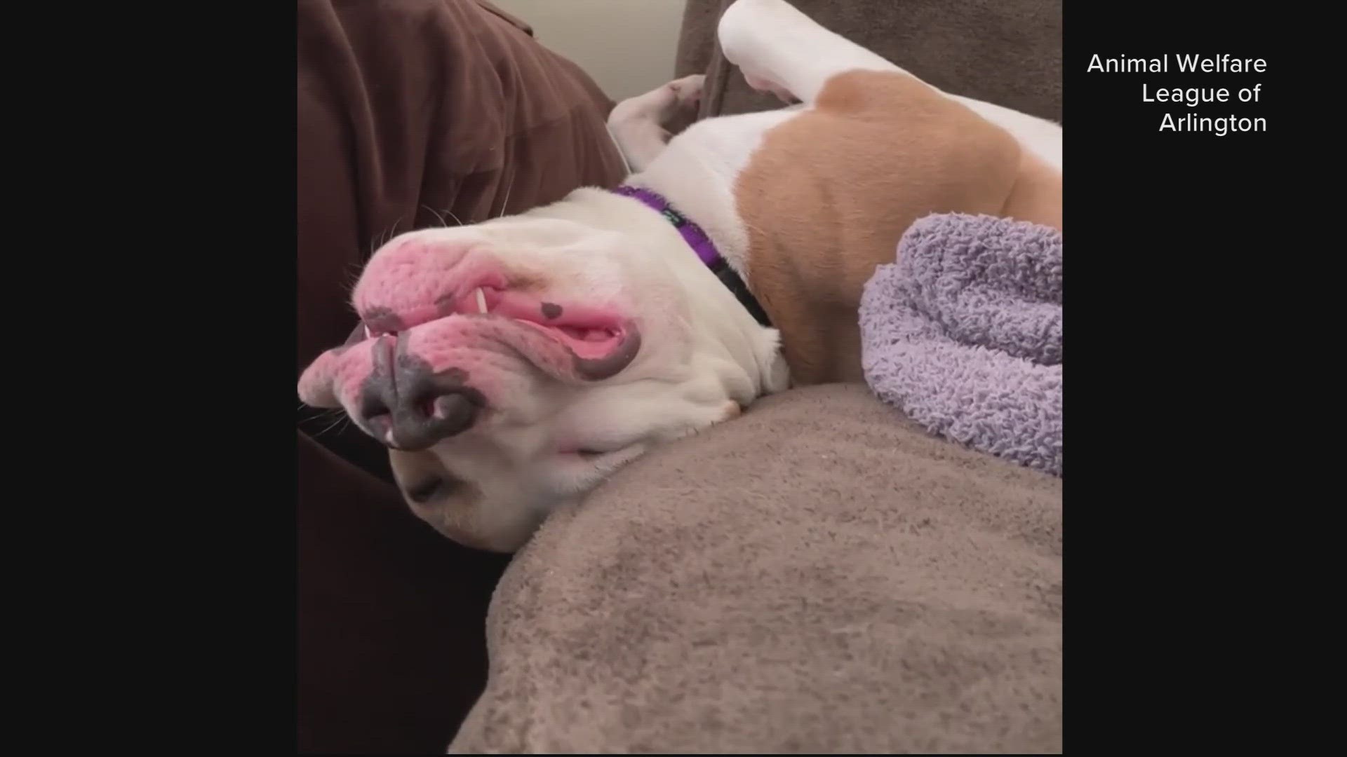 Animal Welfare League of Arlington shares video of snoring dog that ...