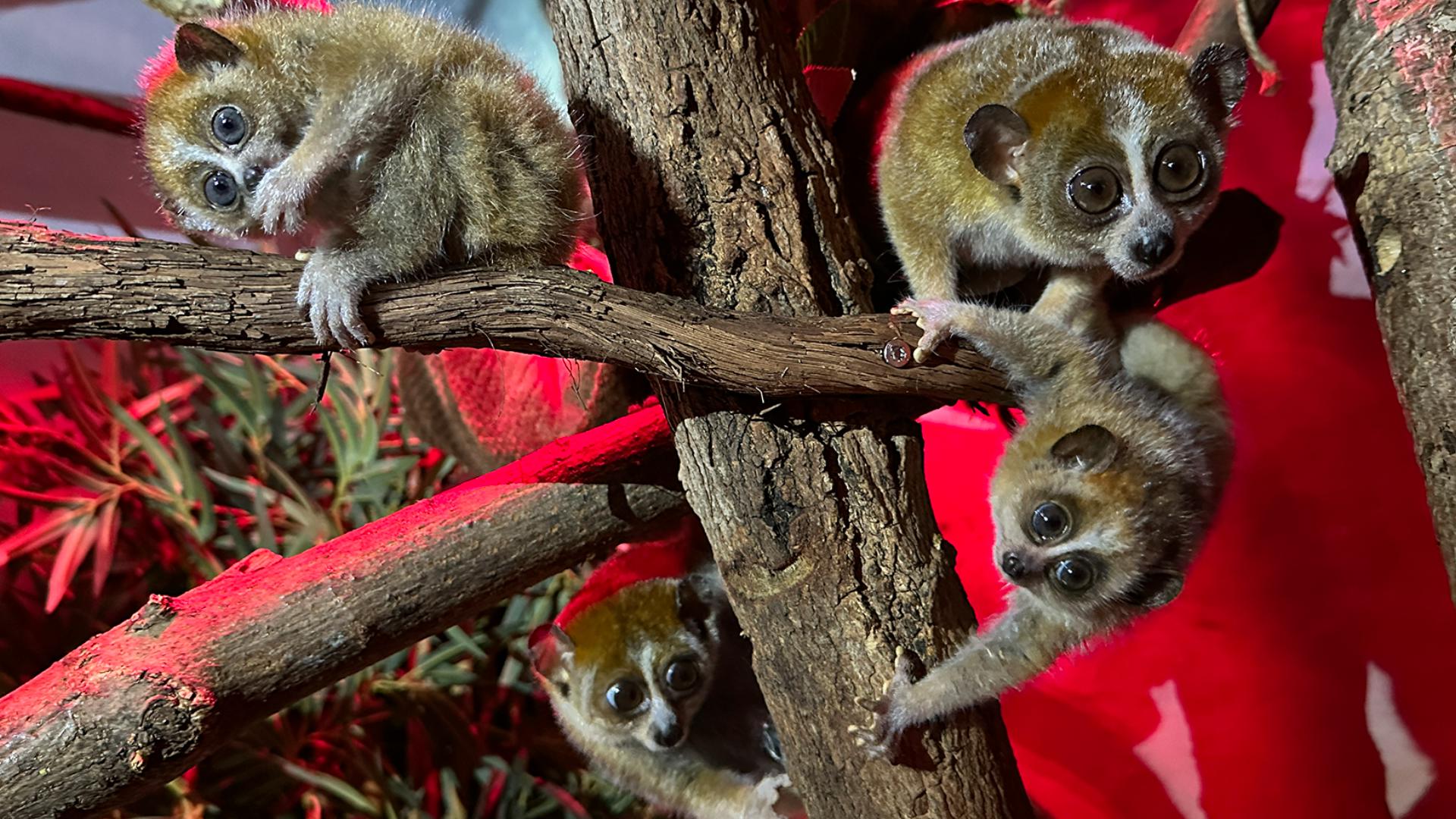 Meet Zuko and Azula, DC's new pygmy slow loris babies | wusa9.com