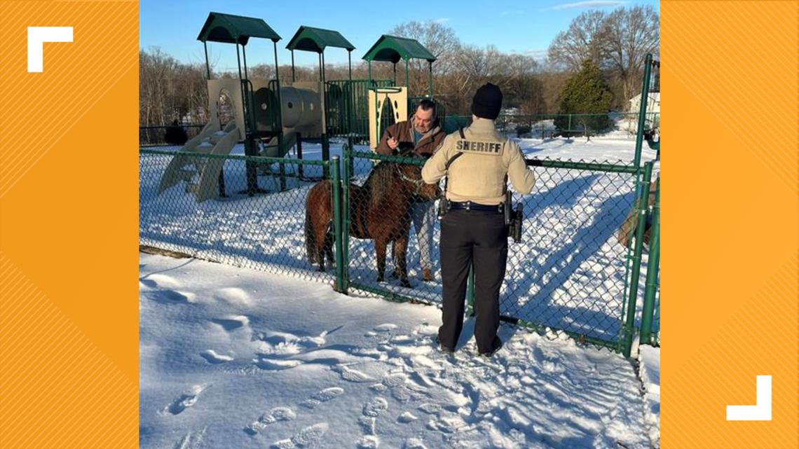 Waldo the miniature horse gets loose in Stafford County, Virginia ...