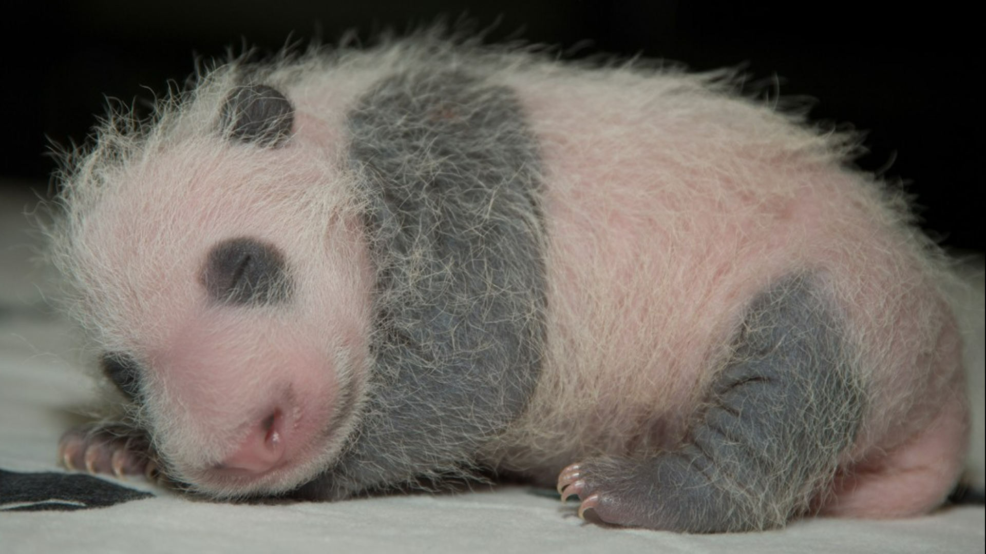 Revisiting panda history in Washington, DC | wusa9.com