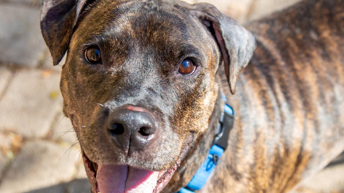 DC Humane Rescue Alliance in desperate need of adopters | wusa9.com