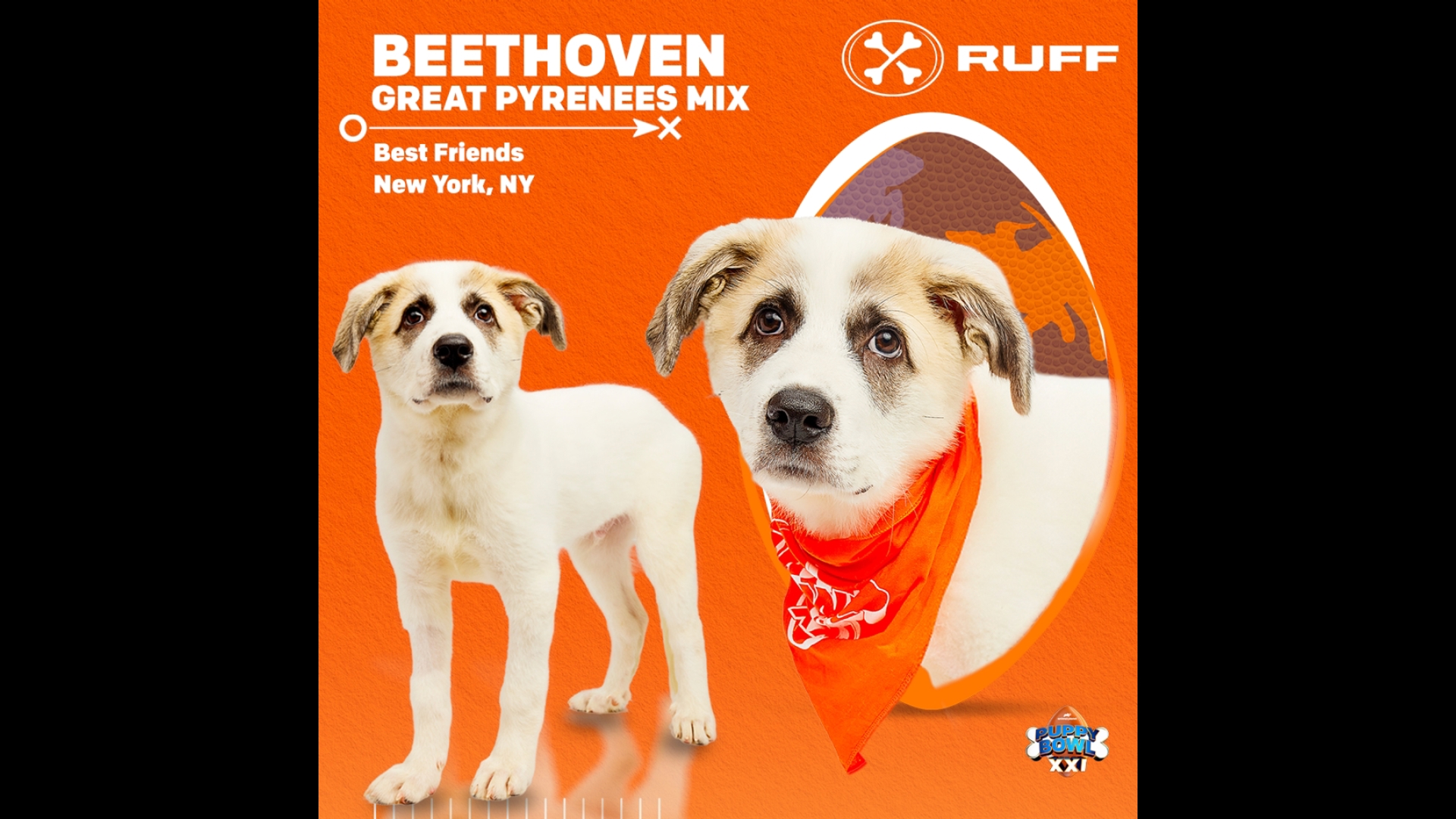 Player of Puppy Bowl XXI, super bowl, commanders, cute | wusa9.com