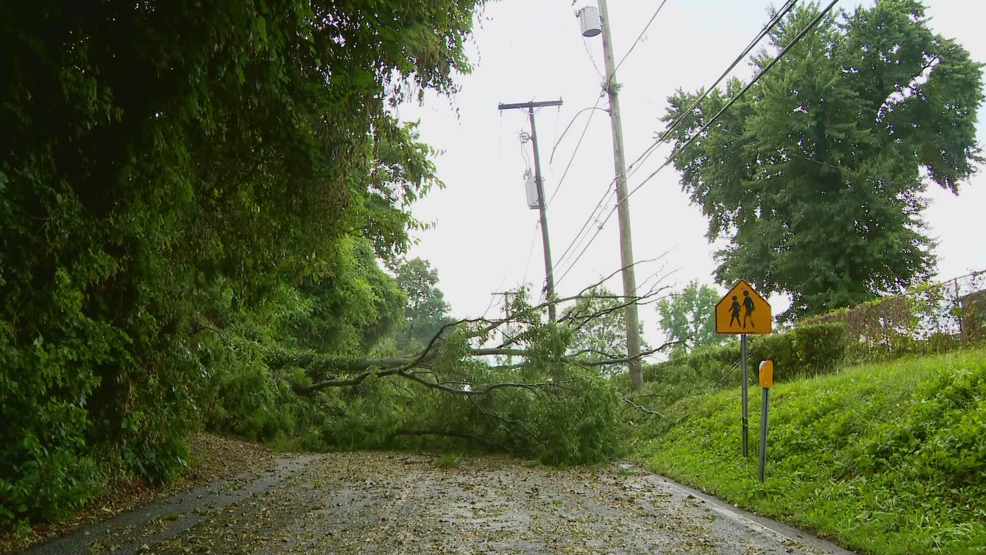 Storm damage in Capitol Heights brings large trees down | wusa9.com