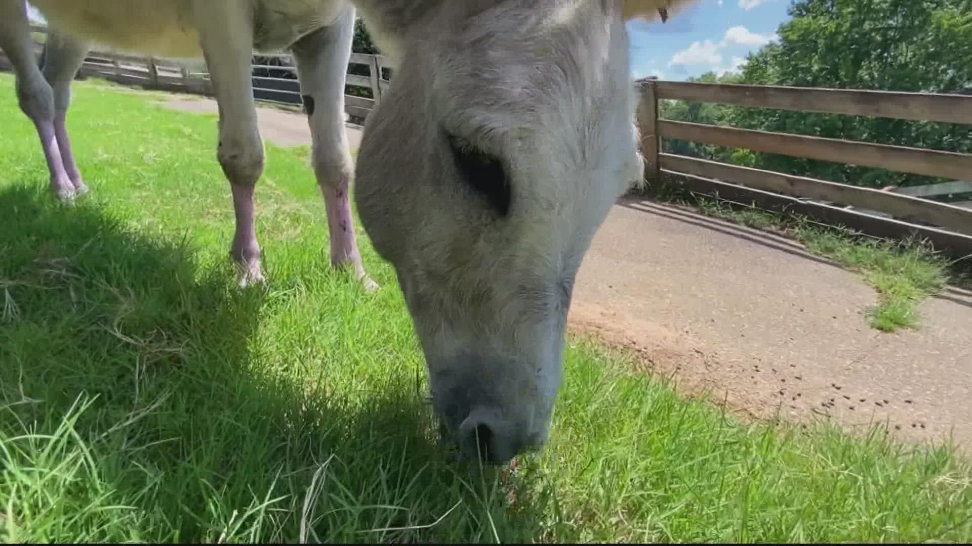 Percy The Donkey Put On A Diet After Eating Too Much Wusa9 percy-the-donkey-put-on-a-diet-after-eating-too-much-wusa9