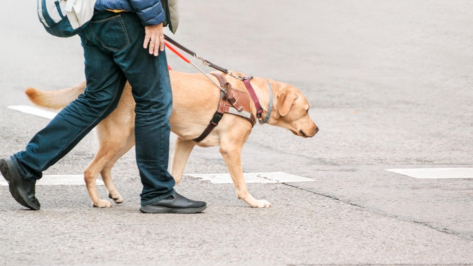 The Seeing Eye empowers people who are blind to live independently ...