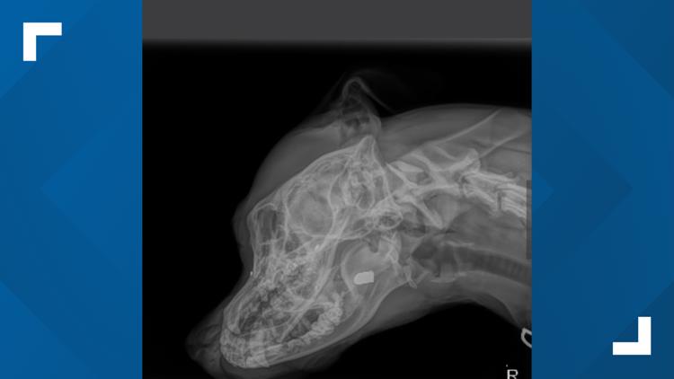 Reward offered: Family dog found shot in the face in DC | wusa9.com