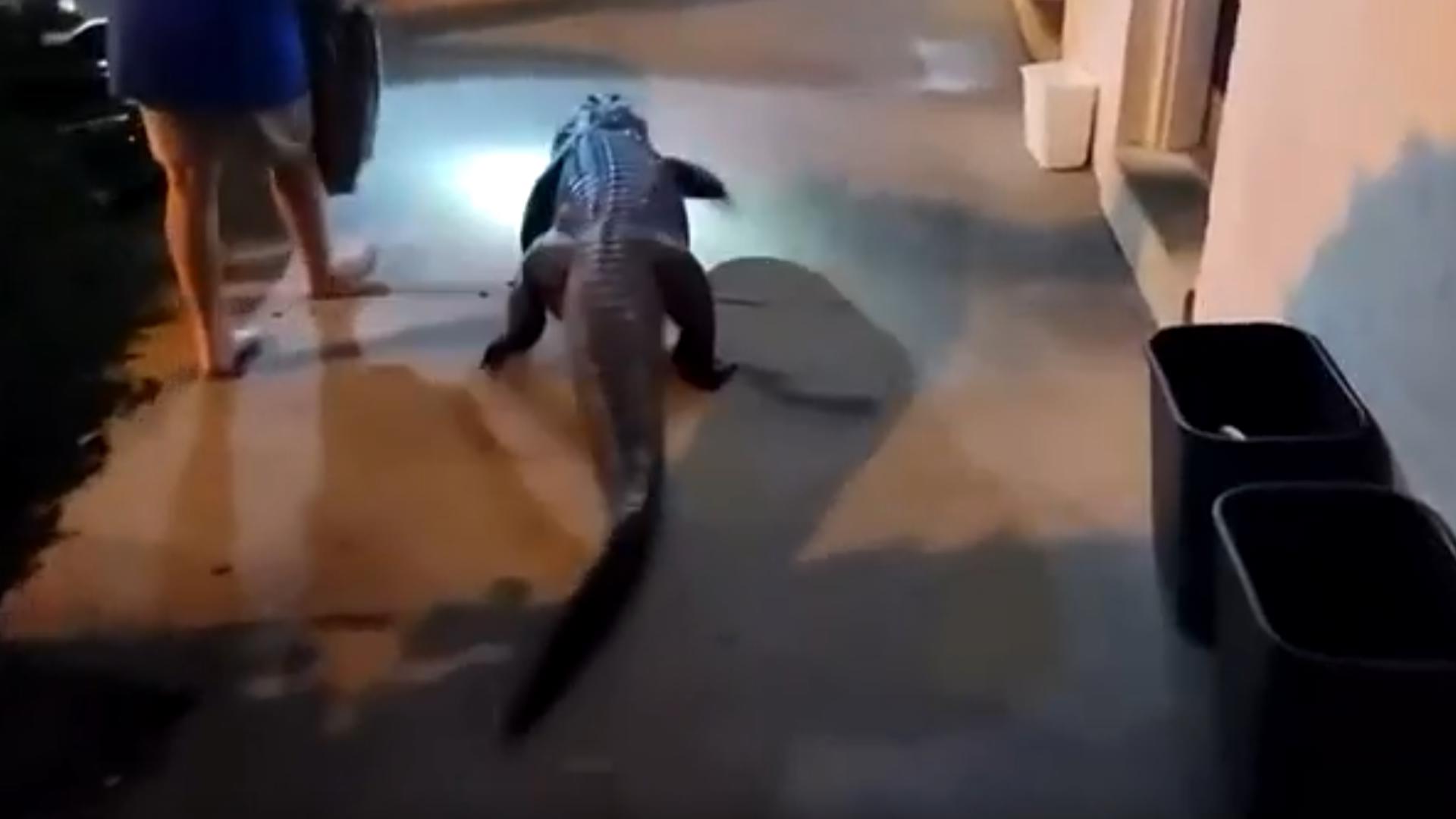 Alligator surprise at Virginia Motel caught on camera | wusa9.com