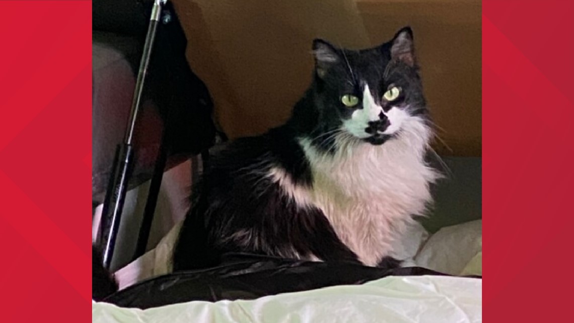 Cat taken during armed carjacking in Southeast DC | wusa9.com