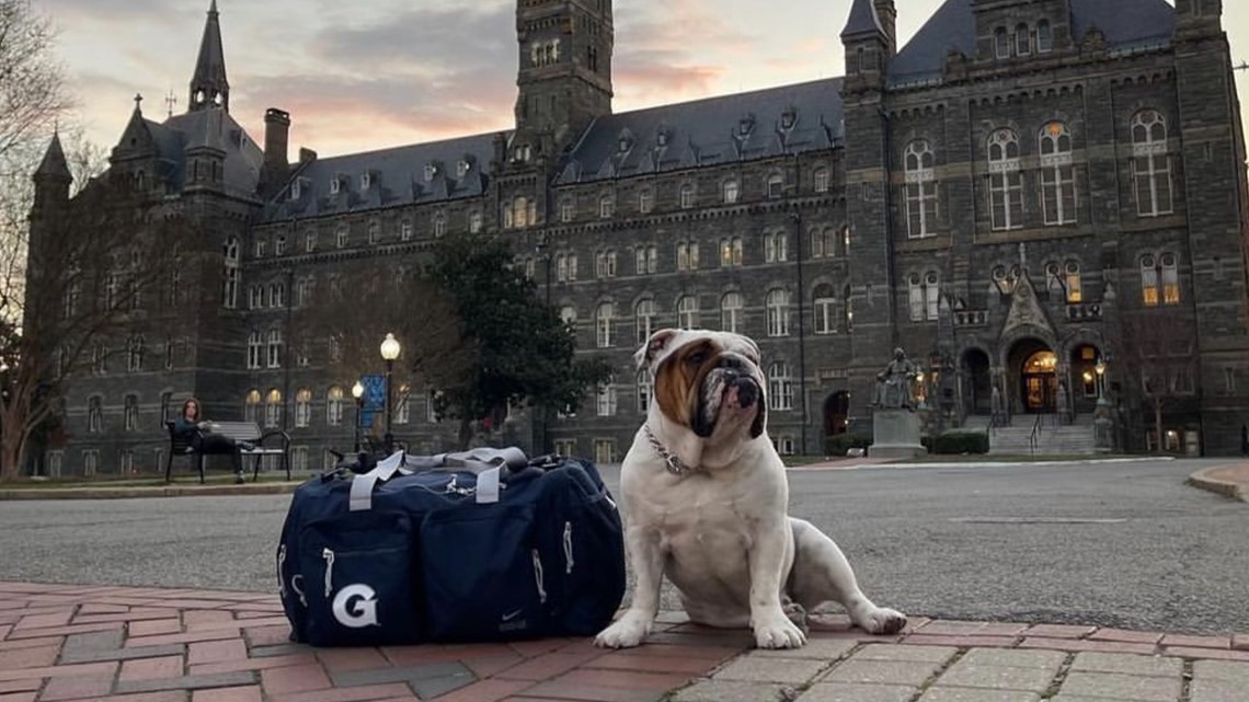 About Georgetown University's live mascot a bulldog named Jack | wusa9.com