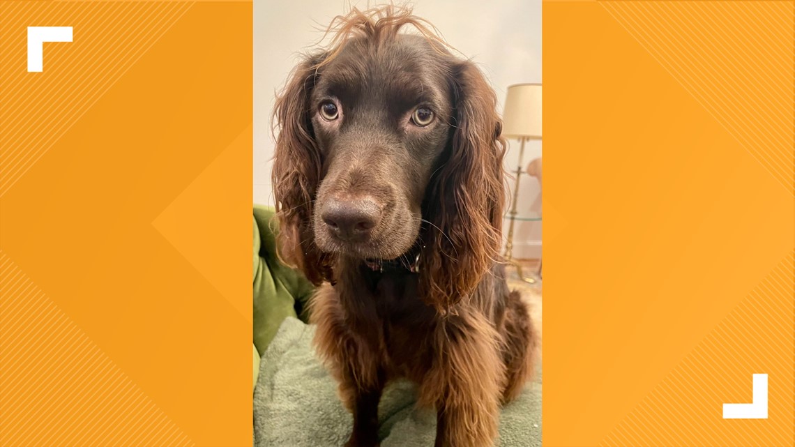 Ruby the dog rescued after falling down 8-foot deep hole in DC | wusa9.com