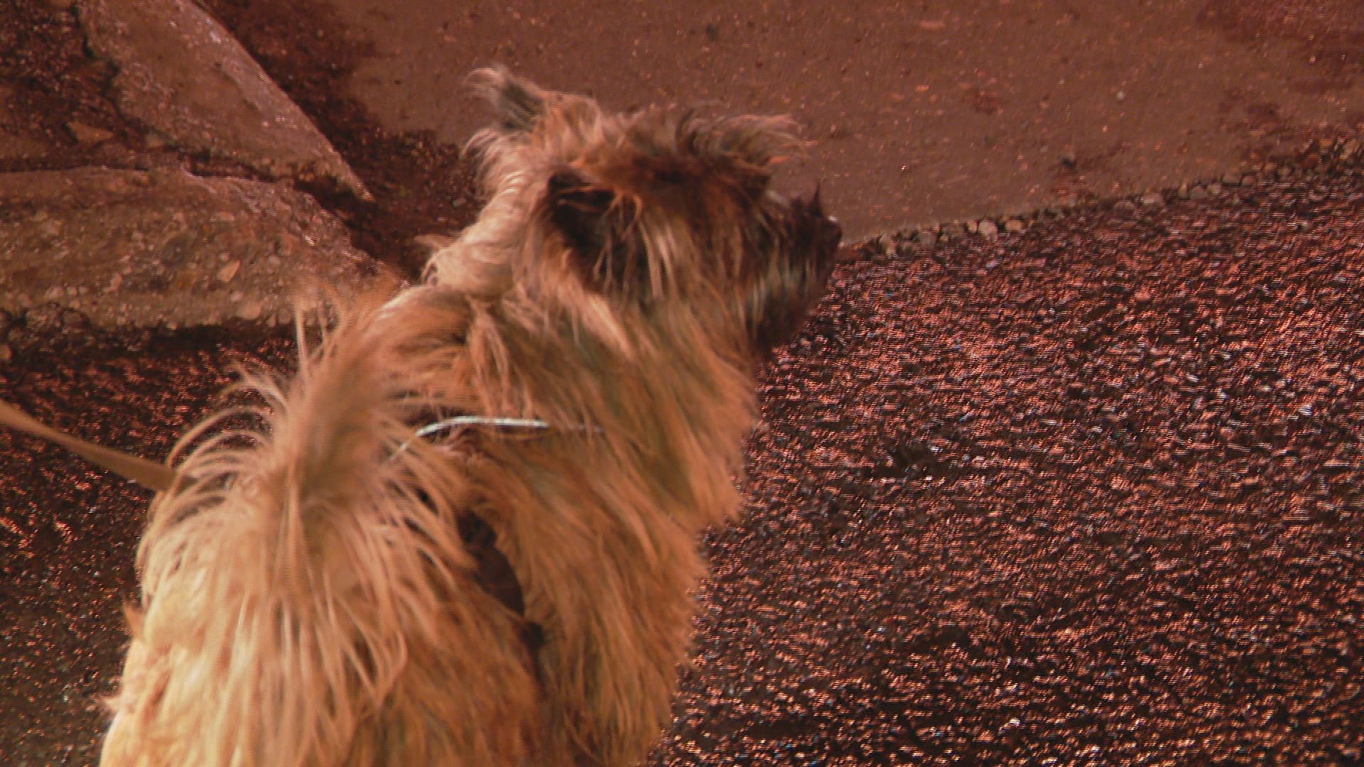 Urban hunting: Dogs tackling rats in Adams Morgan | wusa9.com