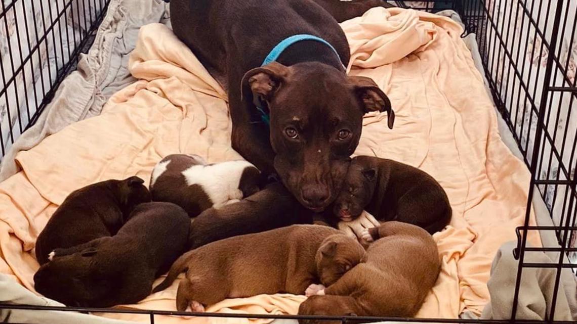 Human Rescue Alliance dog Godiva and her 7 puppies | wusa9.com