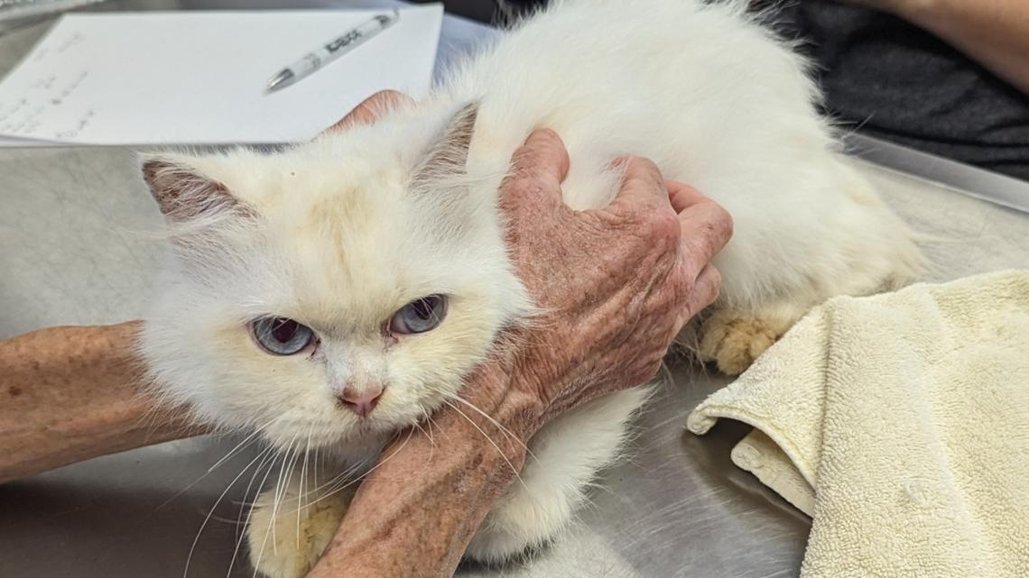 Dozens of Himalayan cats rescued from Montgomery Co. parks | wusa9.com