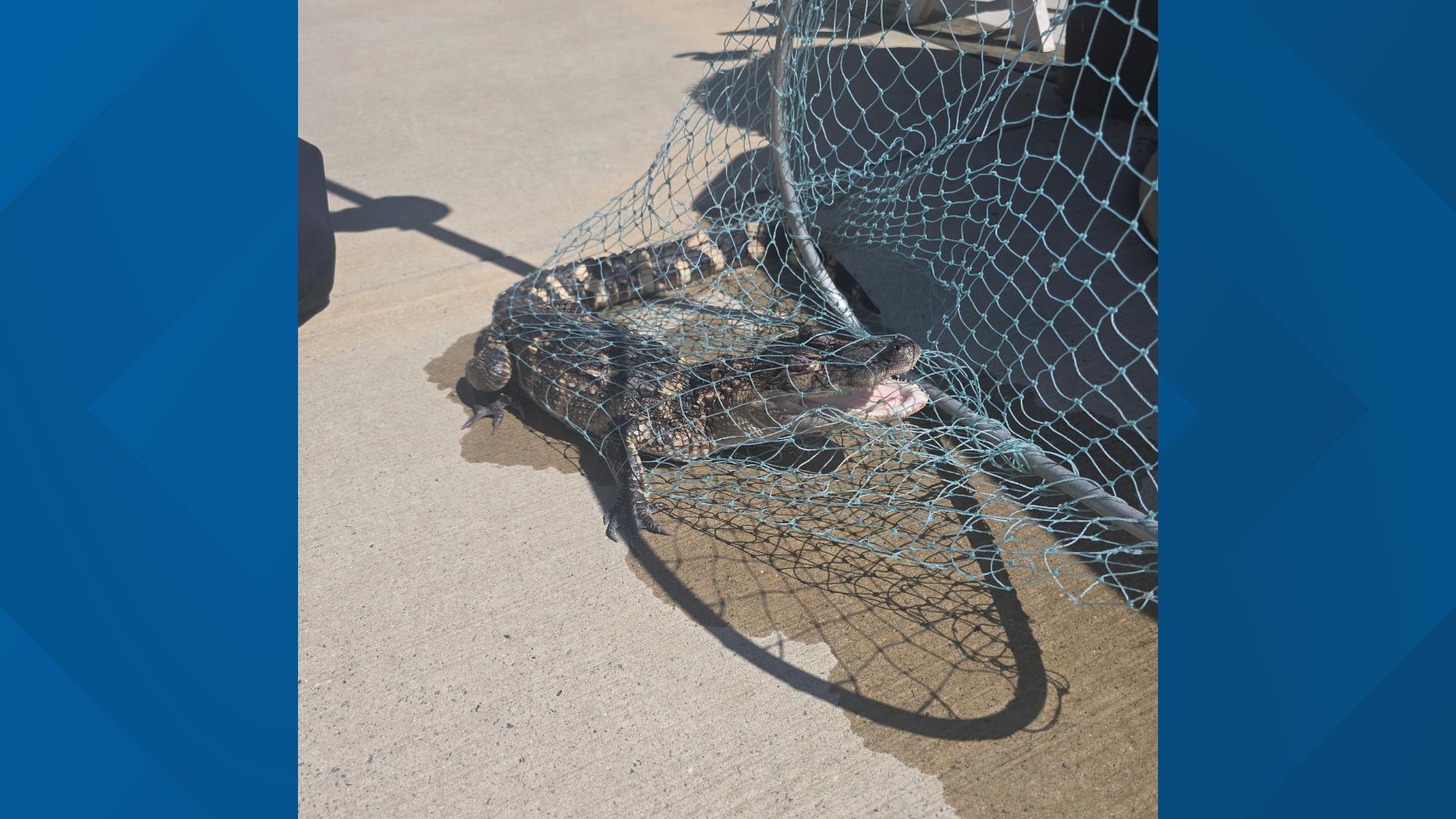 DC Police safely catch small alligator at Wharf | wusa9.com