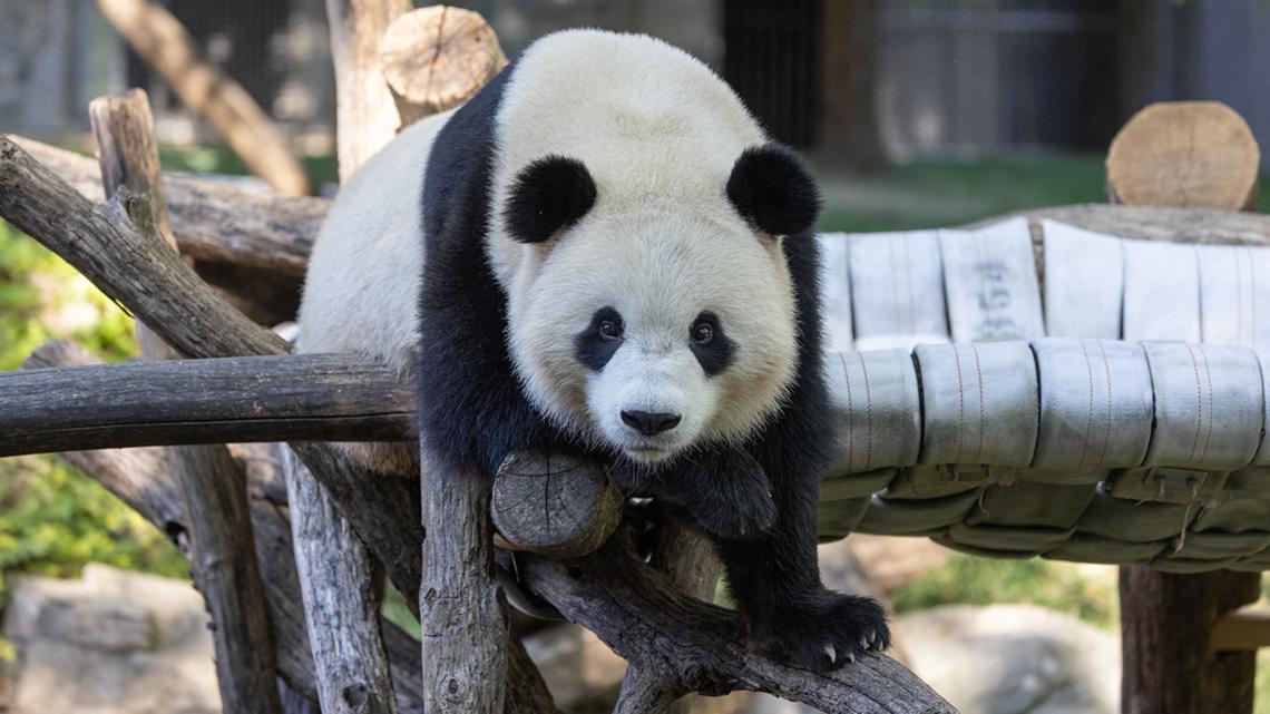 National Zoo shows off pandas with new pictures | wusa9.com