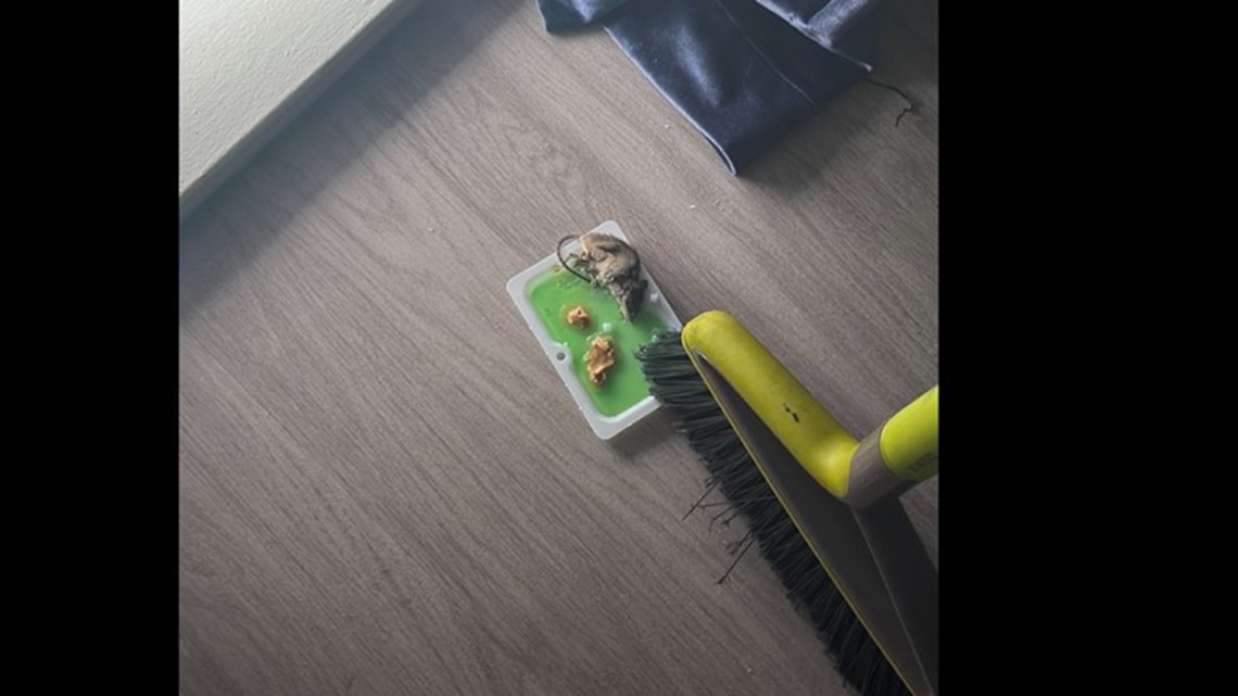 Mouse infestation at "luxury apartment" has residents outraged in ...