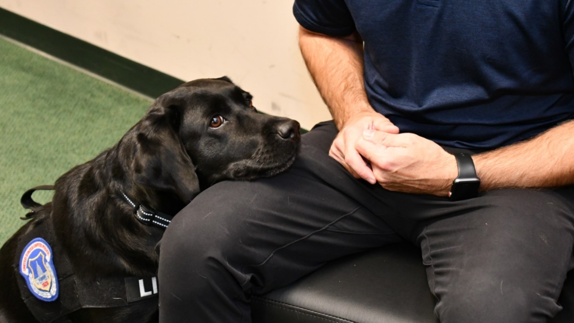 A year in the life of emotional support dog for US Capitol Police ...