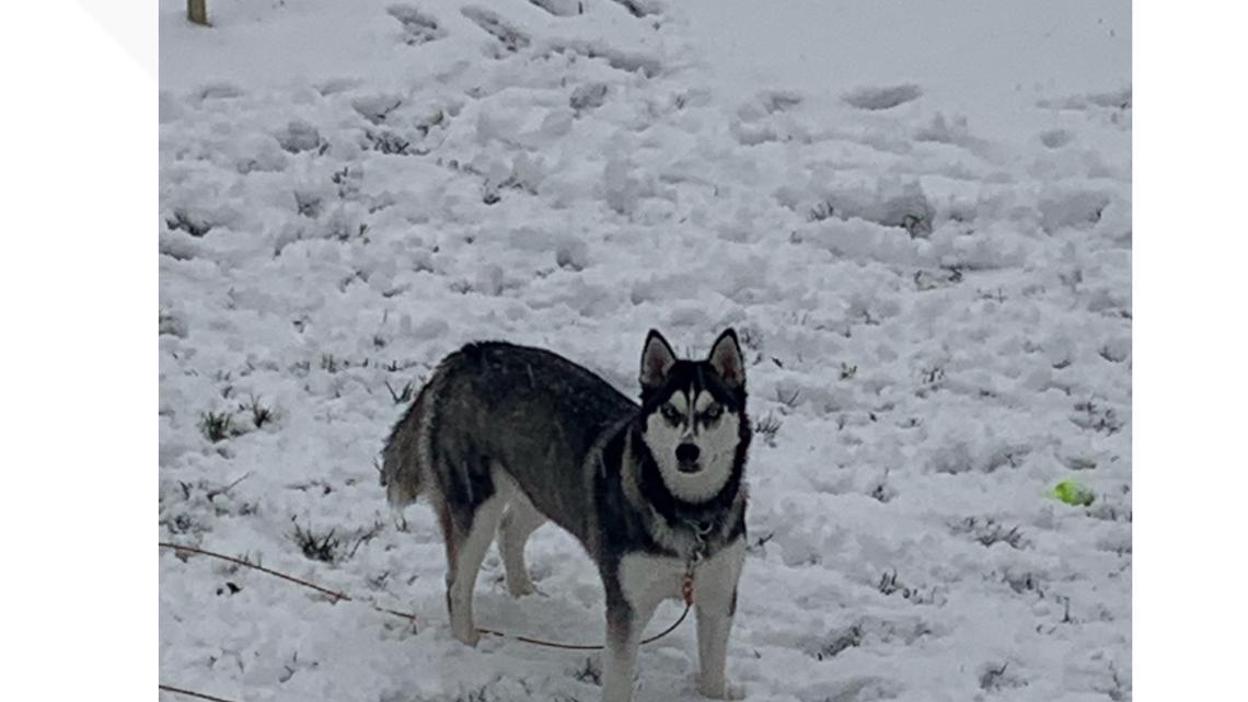 Animals in Snow: First snowstorm of 2020 | wusa9.com
