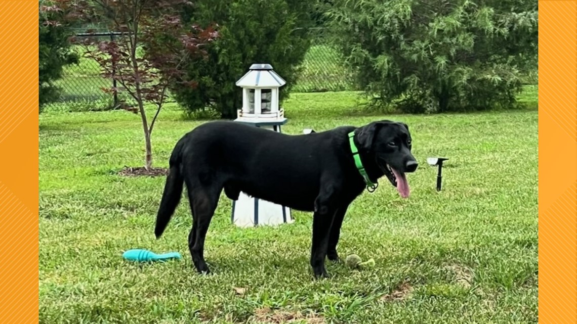DC Police K9 dies after medical emergency | wusa9.com