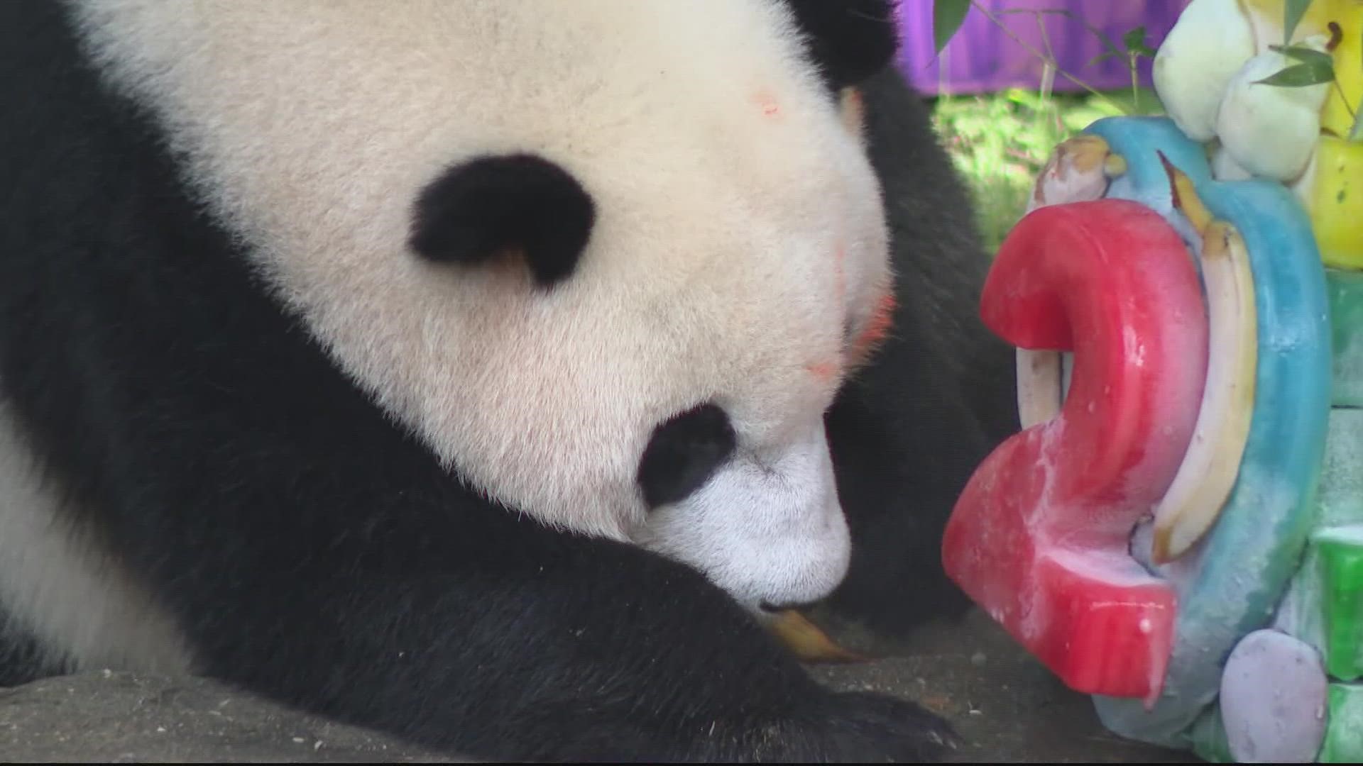 Happy Birthday, Xiao Qi Ji! National Zoo celebrates giant panda cub's ...