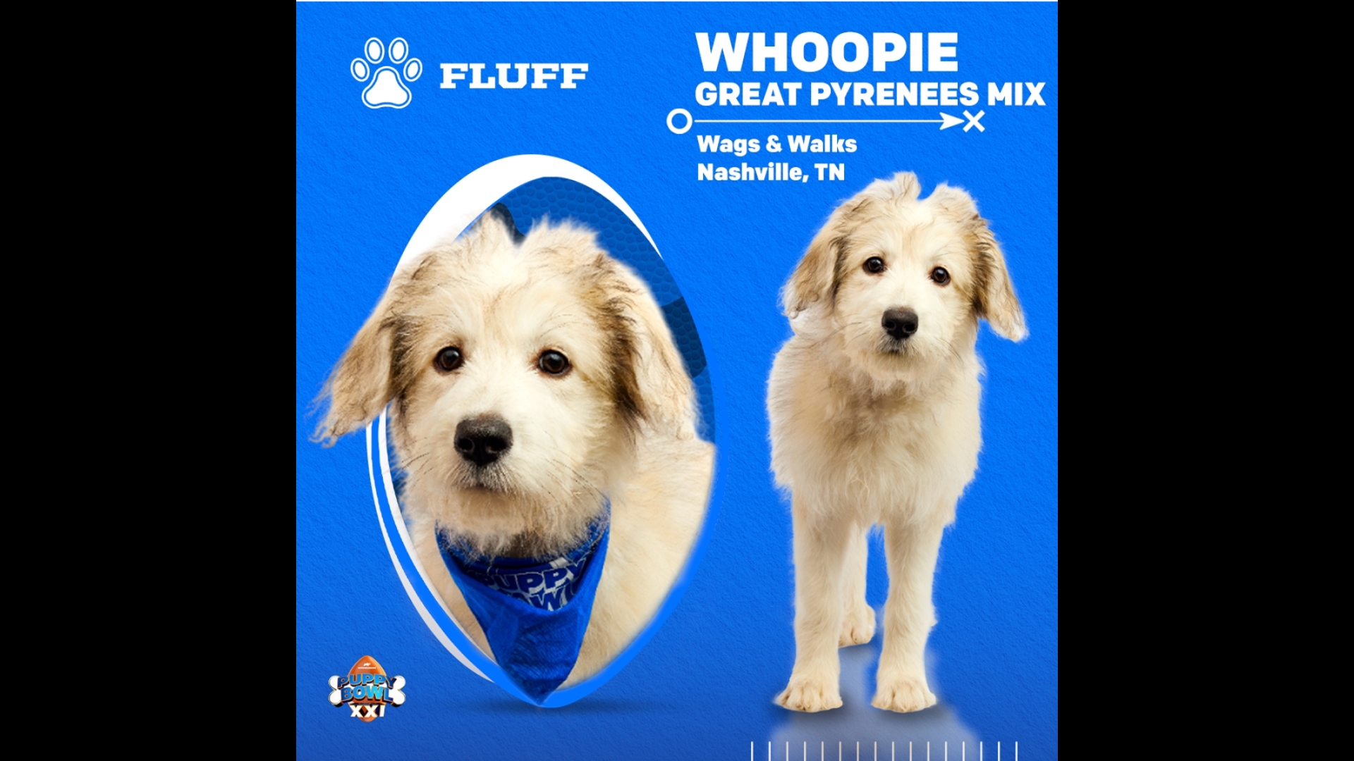Player of Puppy Bowl XXI, super bowl, commanders, cute | wusa9.com