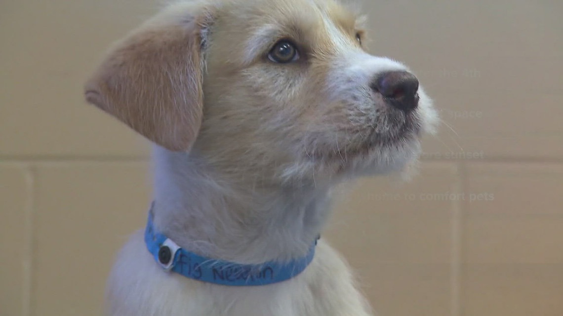 Local animal shelter rescues dogs from Texas flooding | wusa9.com