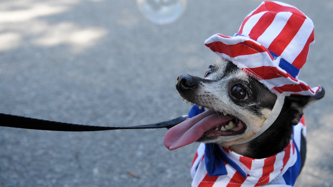 Safety tips: Here's how to protect pets from Fourth of July fireworks ...