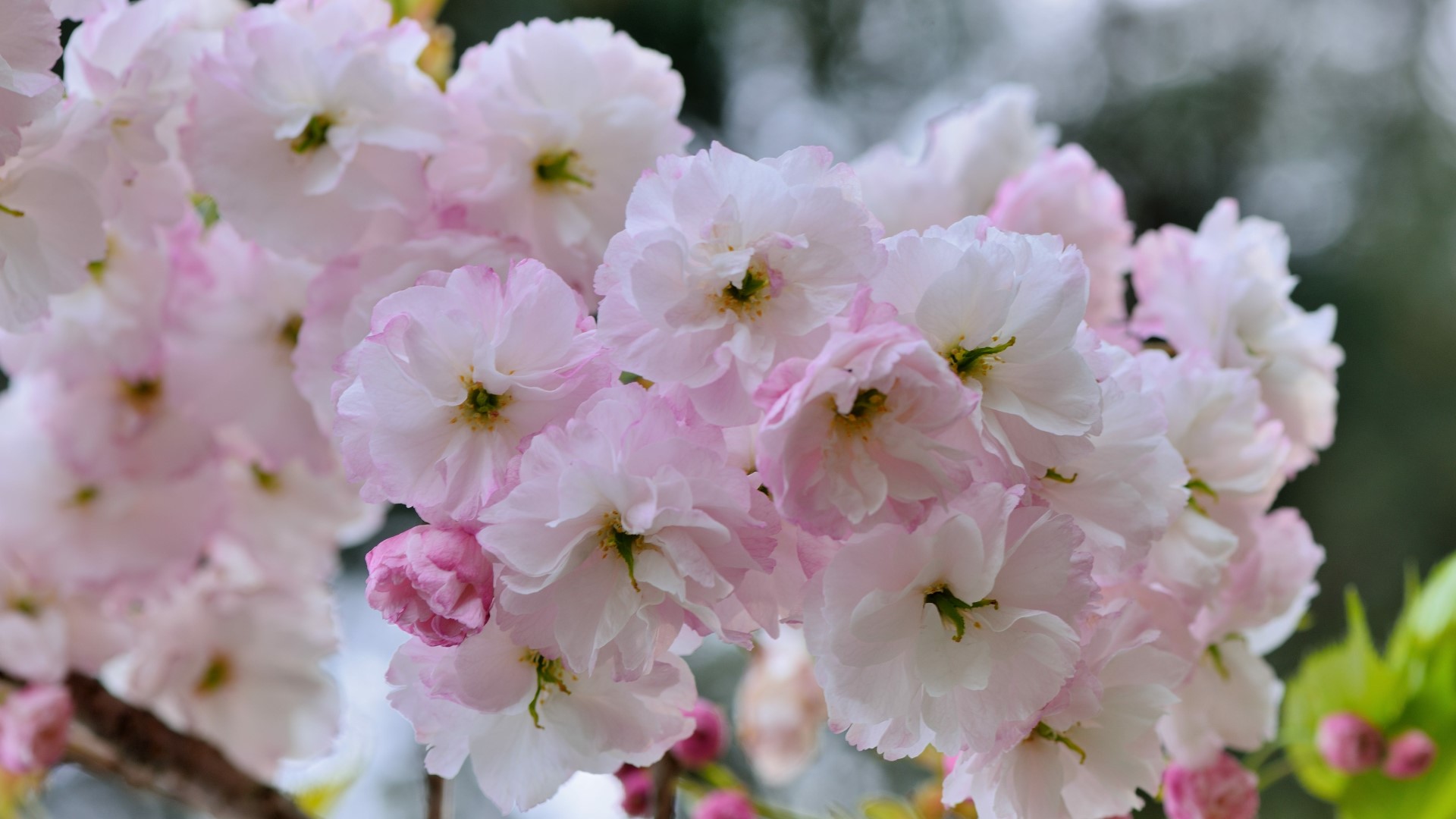 DC cherry blossoms 2024: What to know | wusa9.com