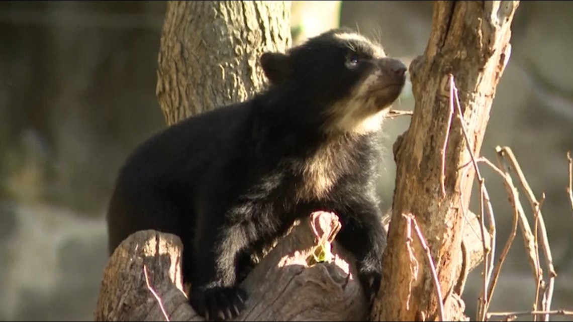 Andean bear cubs make debut at Smithsonian's National Zoo | wusa9.com