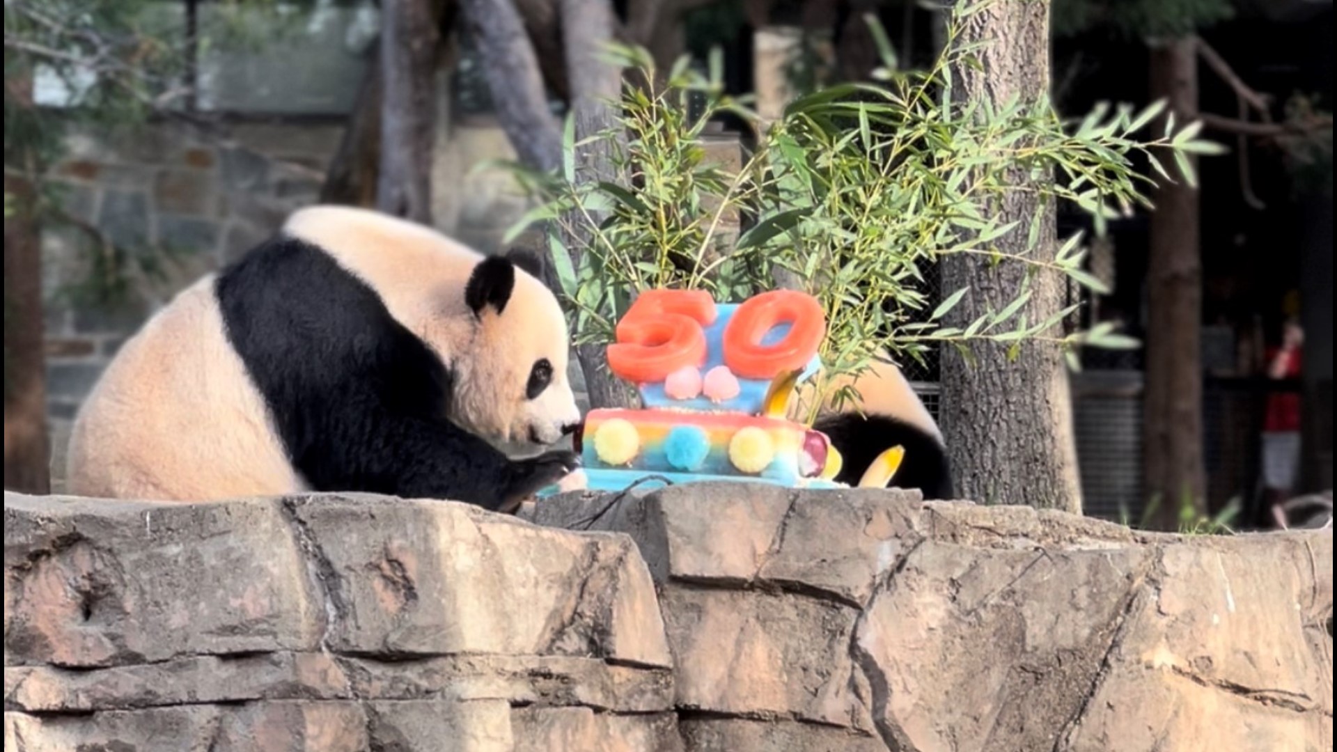 Giant pandas mark 50th anniversary at Smithsonian Zoo in DC | wusa9.com