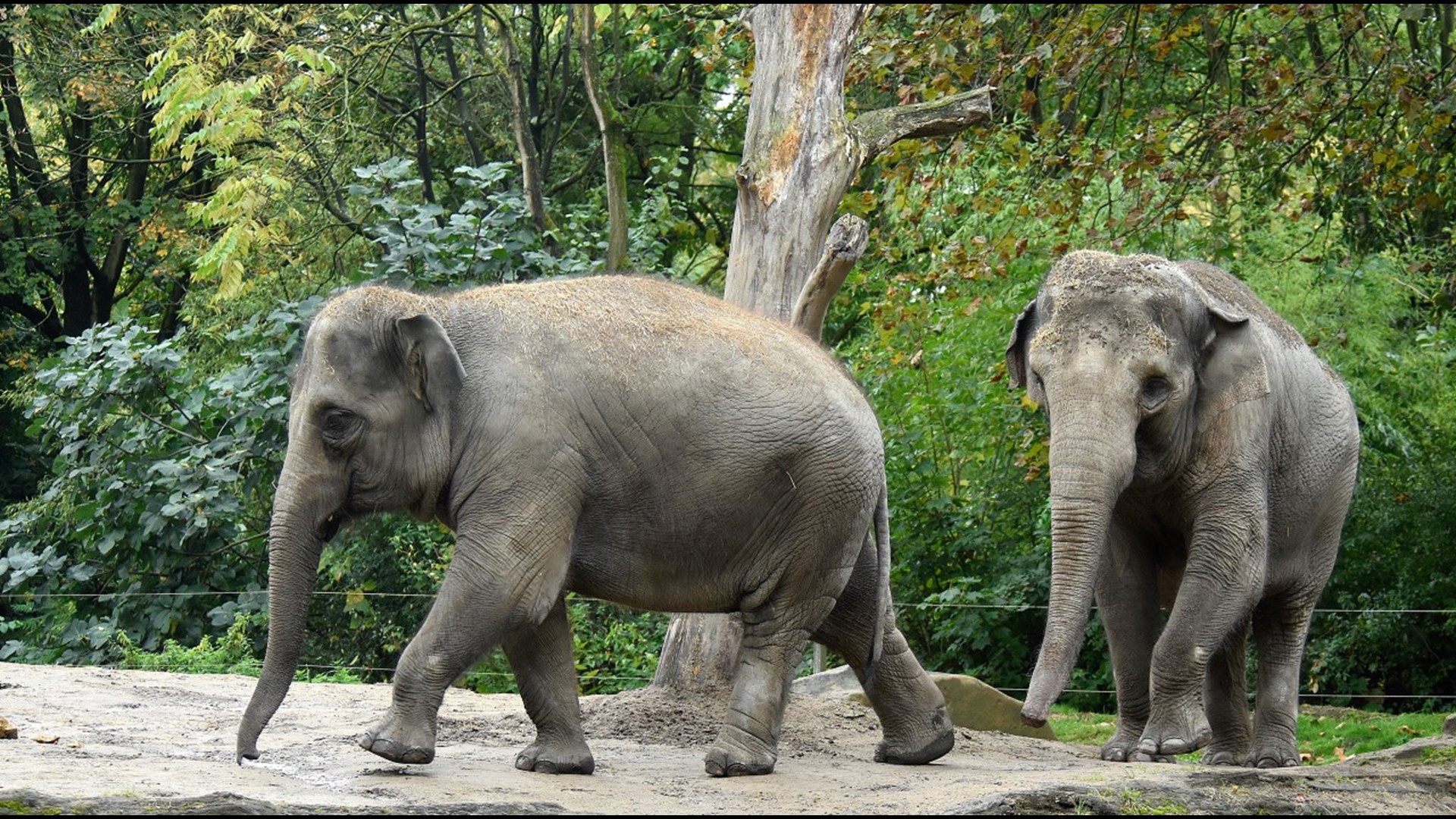 Meet the new elephants coming to Smithsonian’s National Zoo | wusa9.com