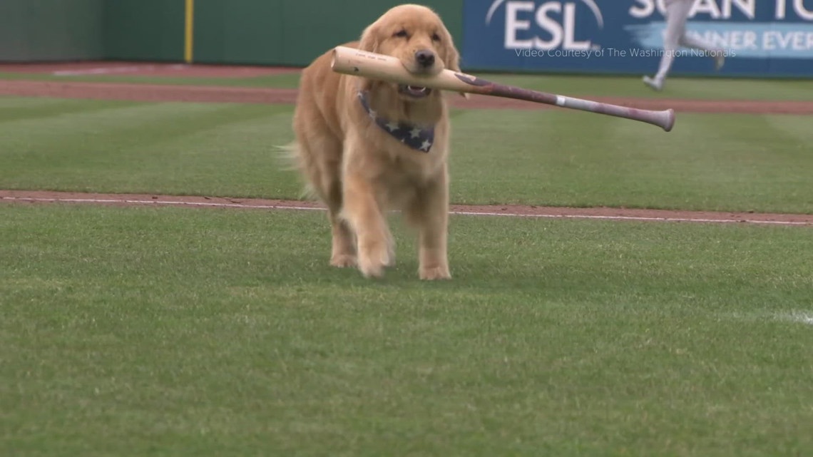 Bruce the Bat Dog to make Major League debut as Nationals' top paw ...