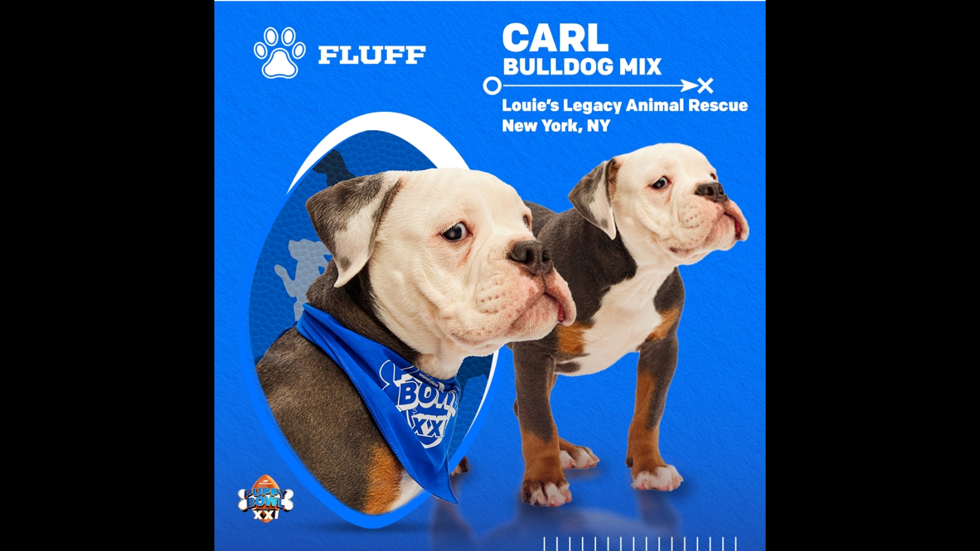 Player of Puppy Bowl XXI, super bowl, commanders, cute | wusa9.com