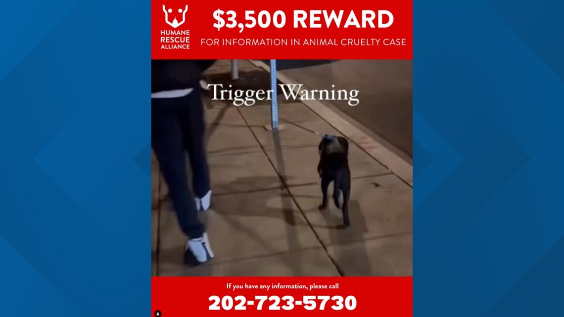 Animal abuse incident captured on video, group offers $3500 for ...