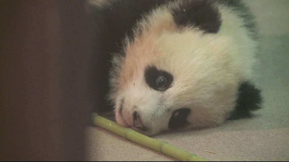 A brief history of pandas in DC | wusa9.com