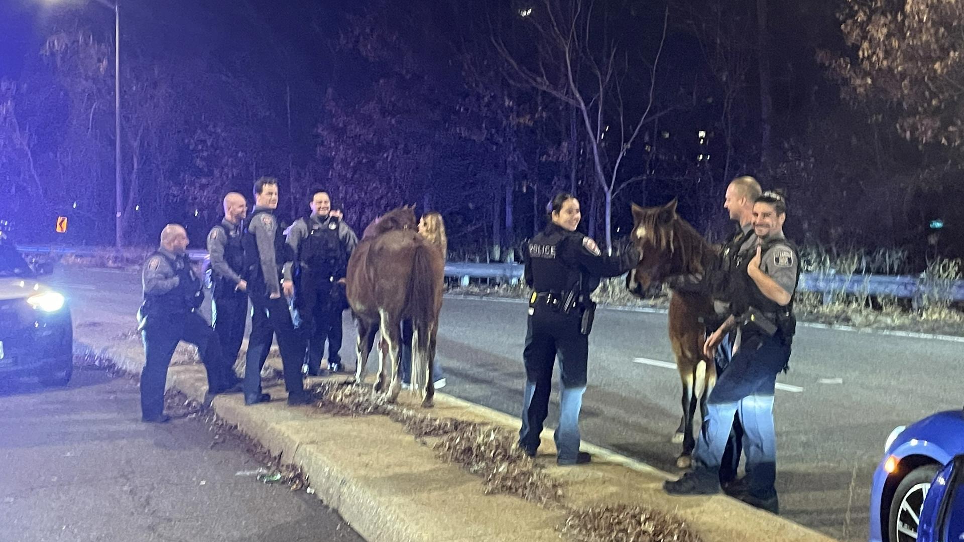 Police safely return two horse back to Alexandria stable after they ...