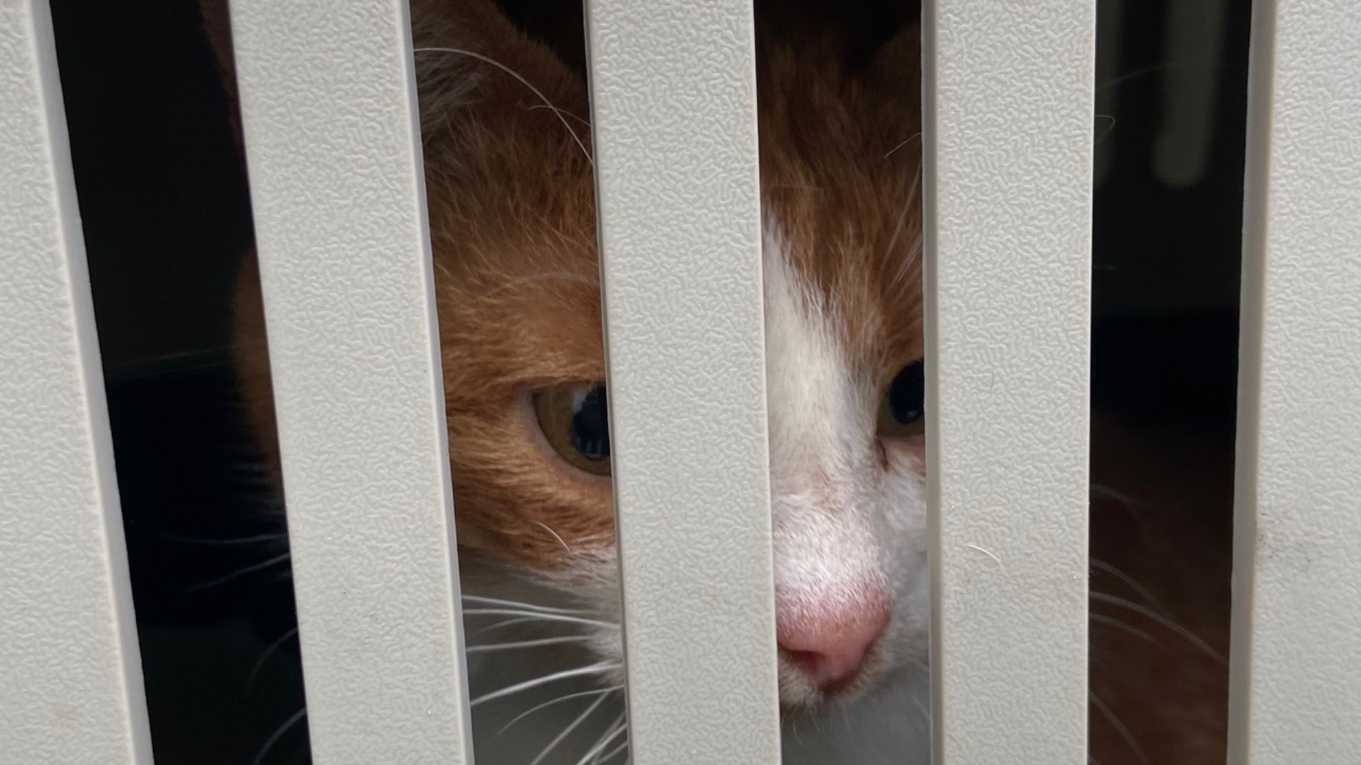 24 cats being rescued from Ukraine coming to DMV for new homes | wusa9.com
