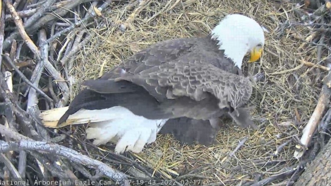 National Arboretum Eagles Lay An Egg
