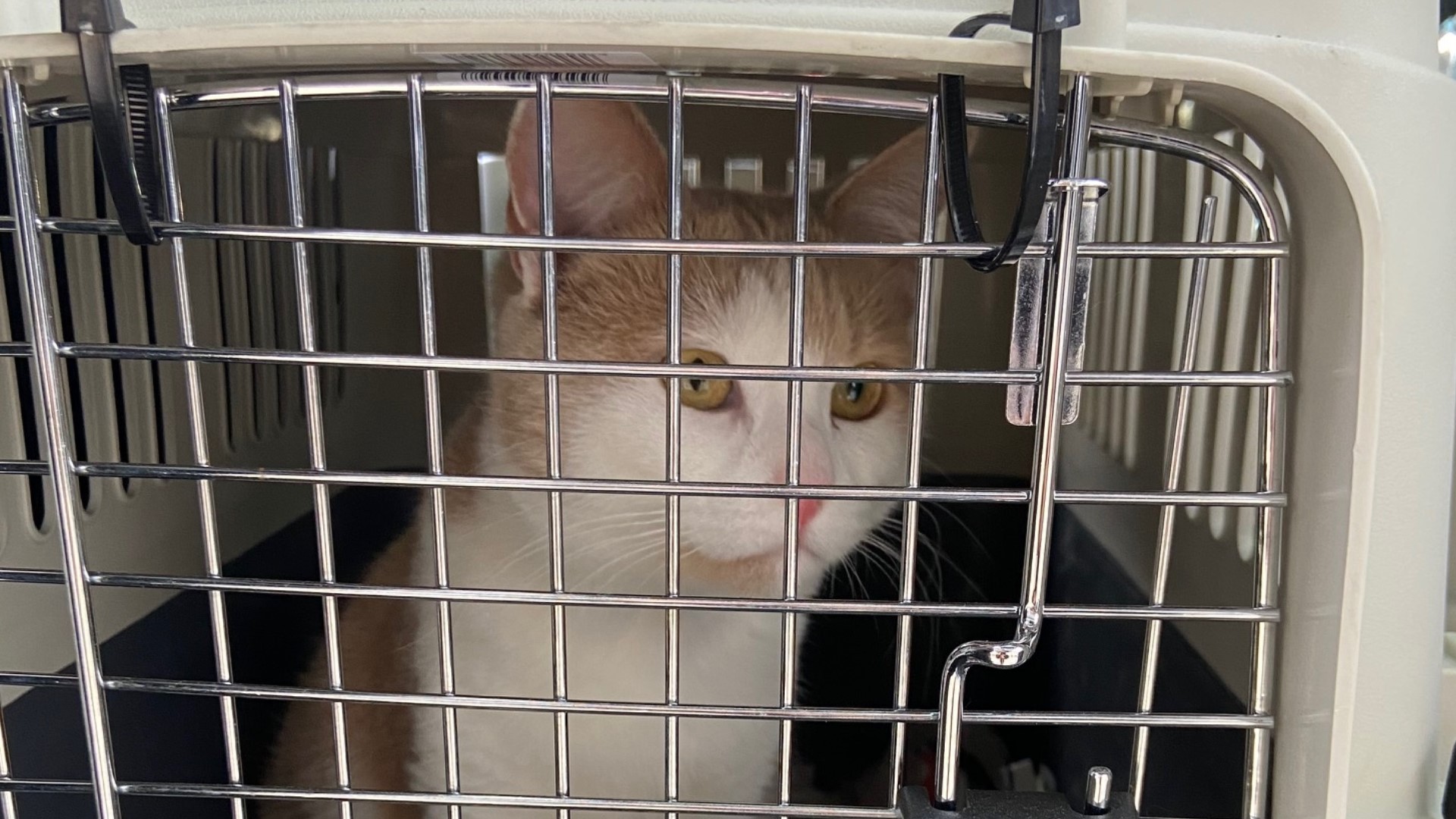 24 cats being rescued from Ukraine coming to DMV for new homes | wusa9.com